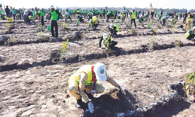 Punjab Afforestation Project Launched to Expand Forest Cover in ...